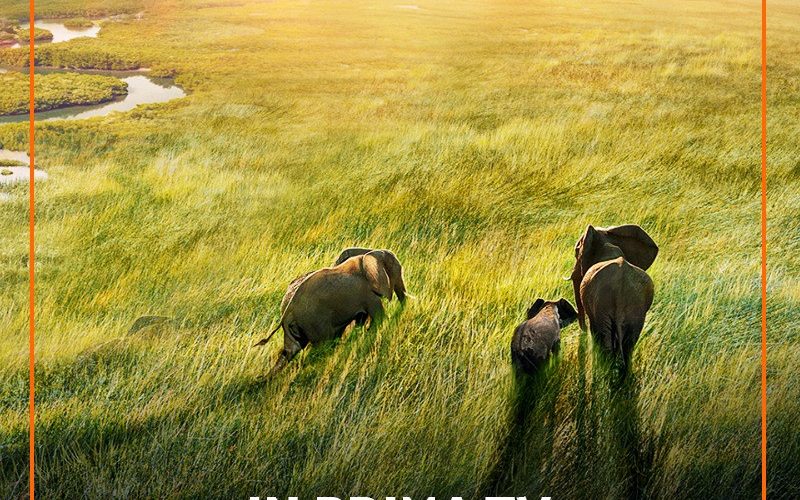 Planet Earth III: stasera 4 settembre seconda puntata, i documentari ...